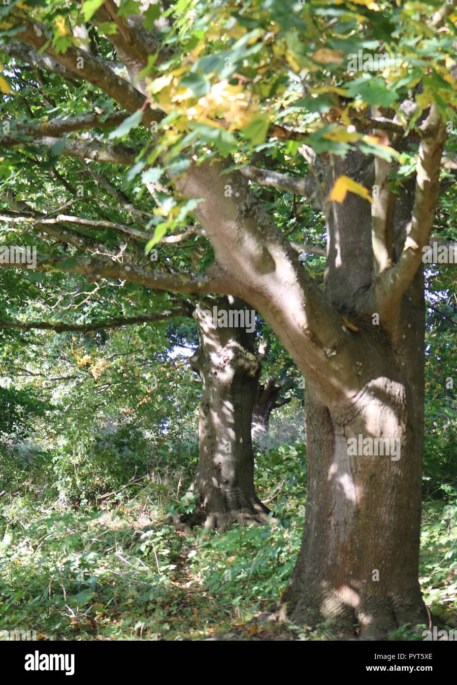 Mote Park , Maidstone , Kent Stock Photo - Alamy