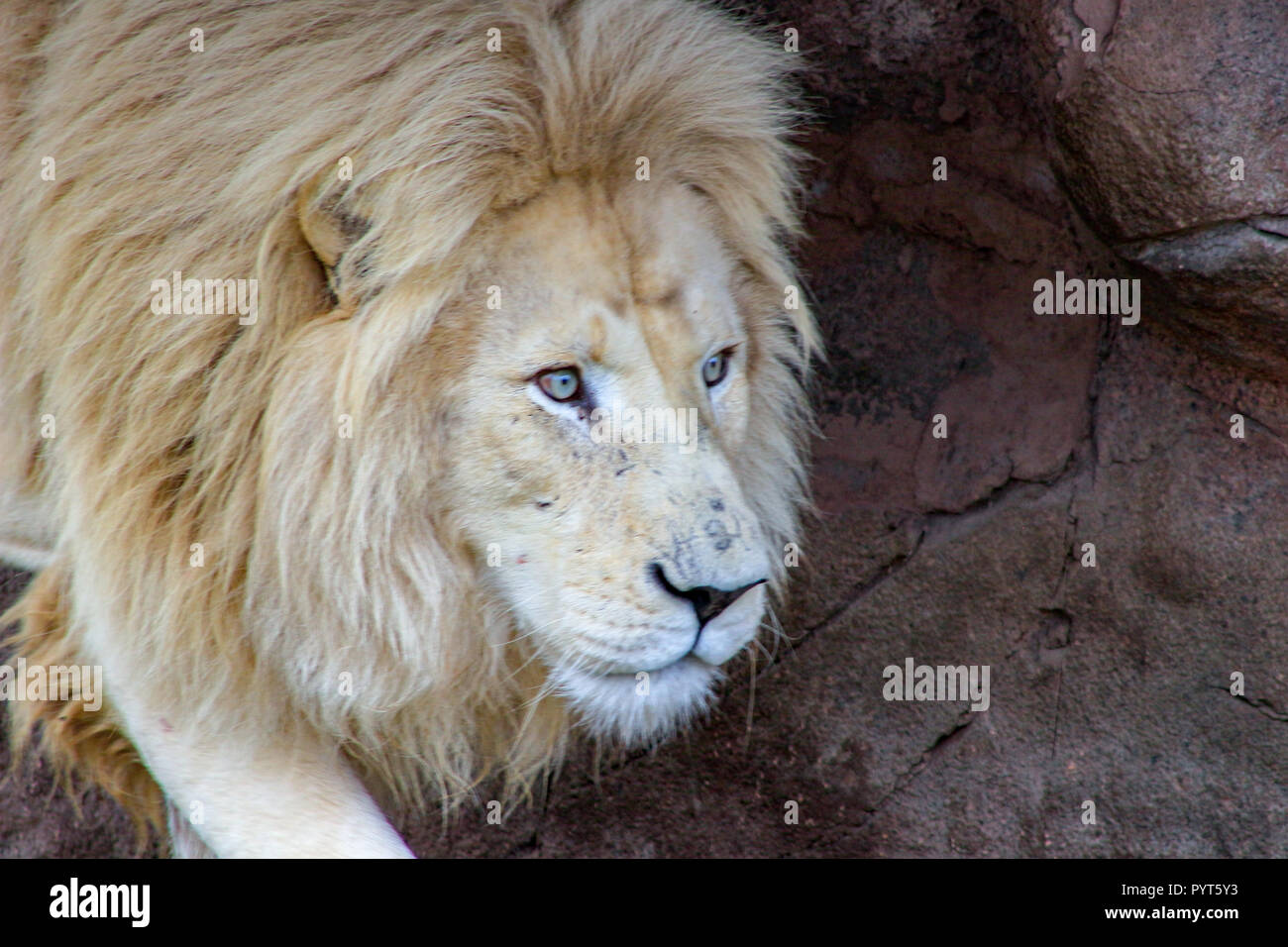 Male White Lion The Latin Name Of Panthera Leo Krugeri Is Not Limited To White Lions It male-white-lion-the-latin-name-of-panthera-leo-krugeri-is-not-limited-to-white-lions-it