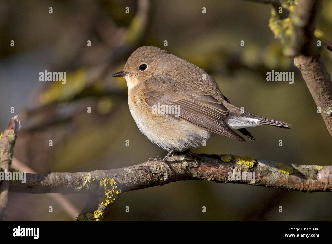 Red-breasted Flycatcher (Ficedula parva Stock Photo - Alamy