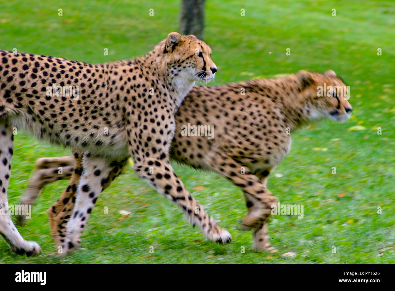 Two cheetahs running on grass. Beautiful animals known for their speeds ...
