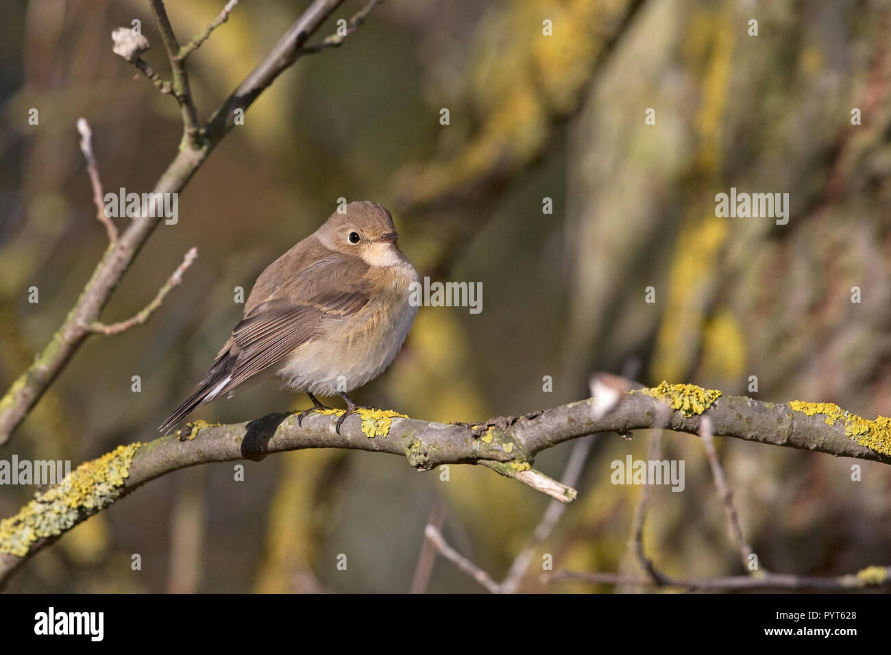 Red-breasted Flycatcher (Ficedula parva Stock Photo - Alamy