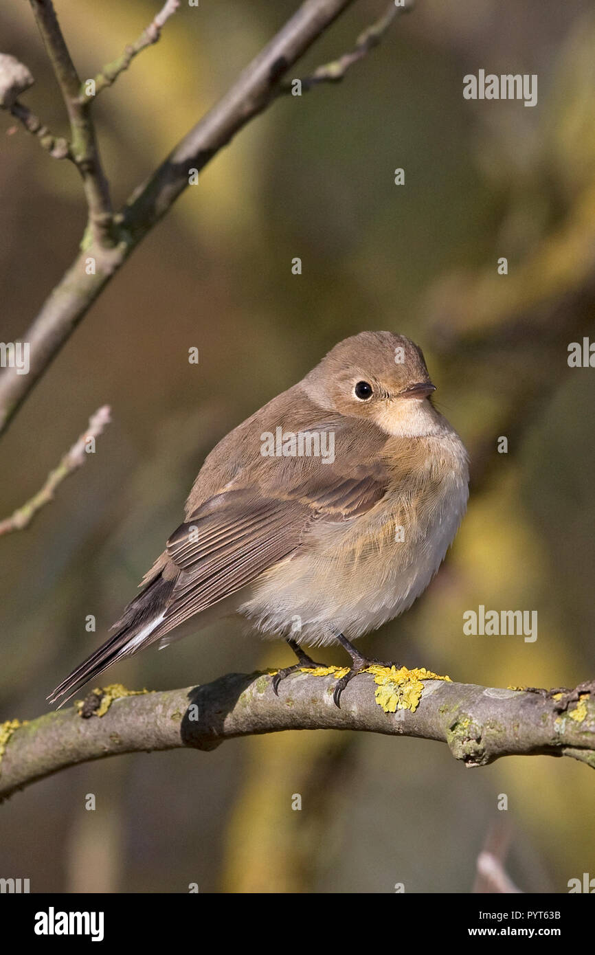Red-breasted Flycatcher (Ficedula parva Stock Photo - Alamy