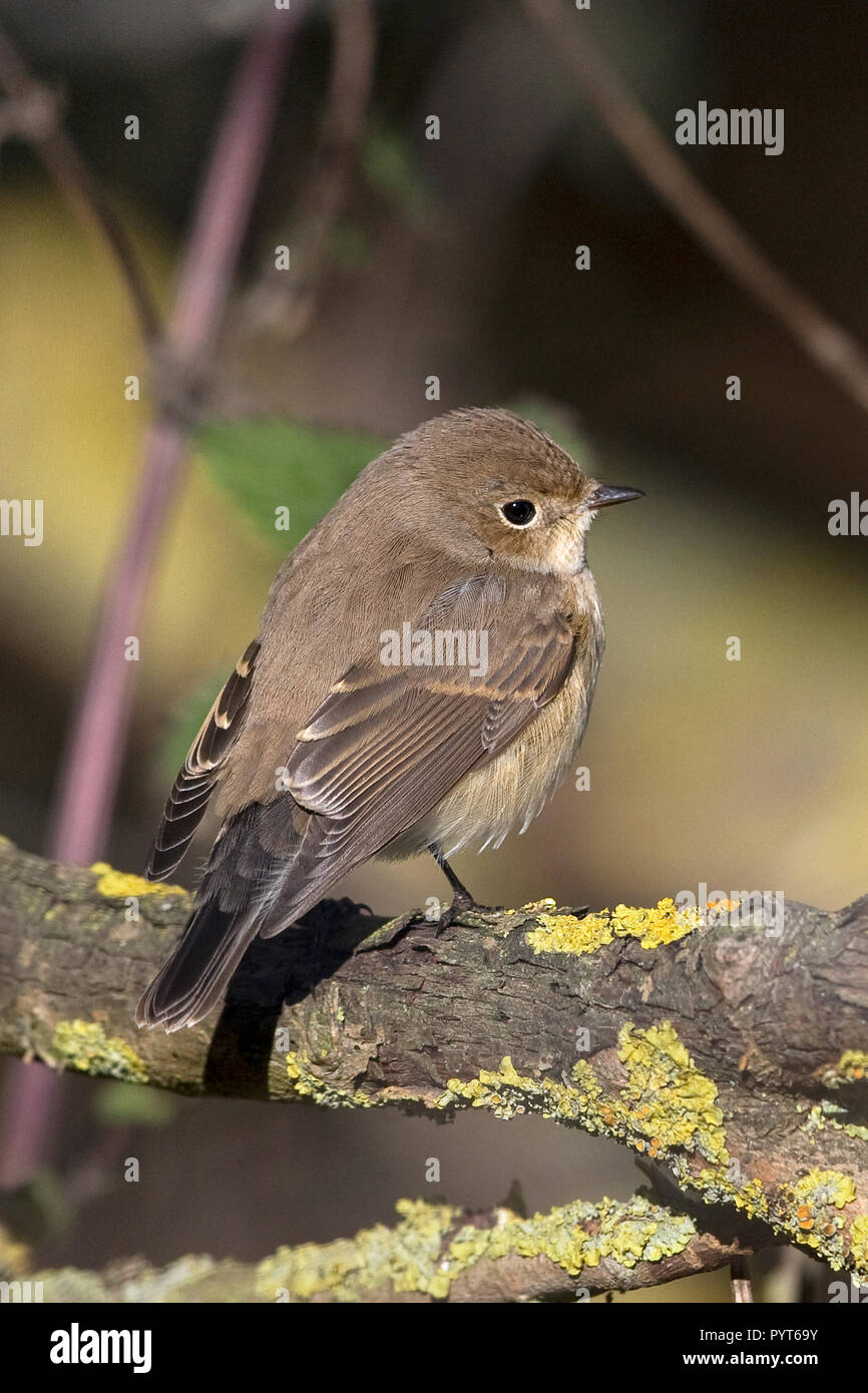 Red-breasted Flycatcher (Ficedula parva Stock Photo - Alamy