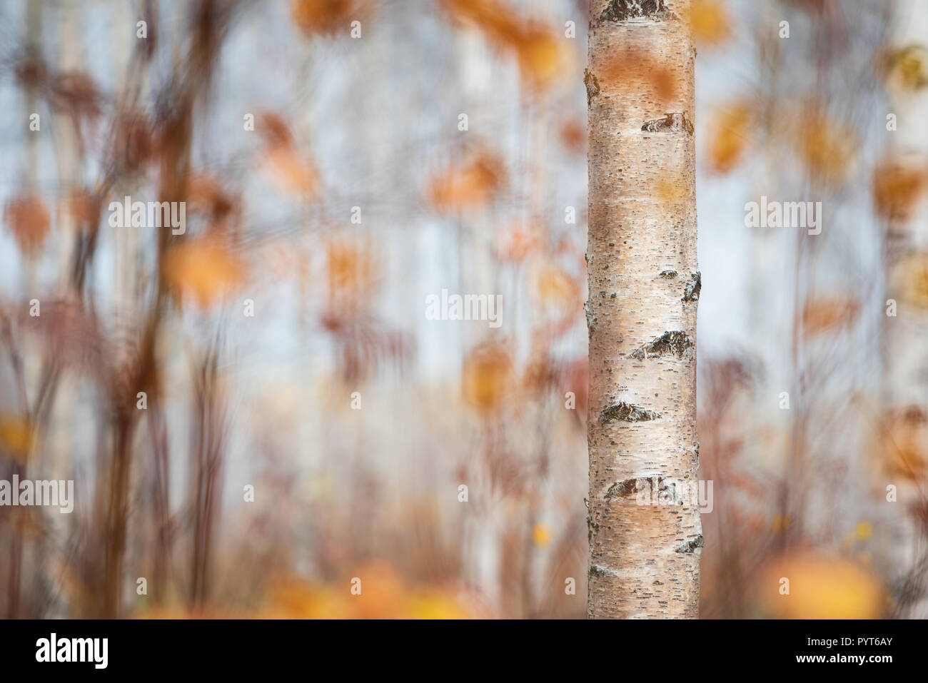 Autumn forest. Birch (Betula pendula) tree trunks and colorful autumn ...