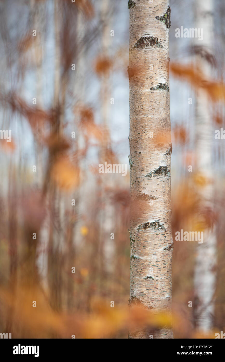 Autumn forest. Birch (Betula pendula) tree trunks and colorful autumn ...