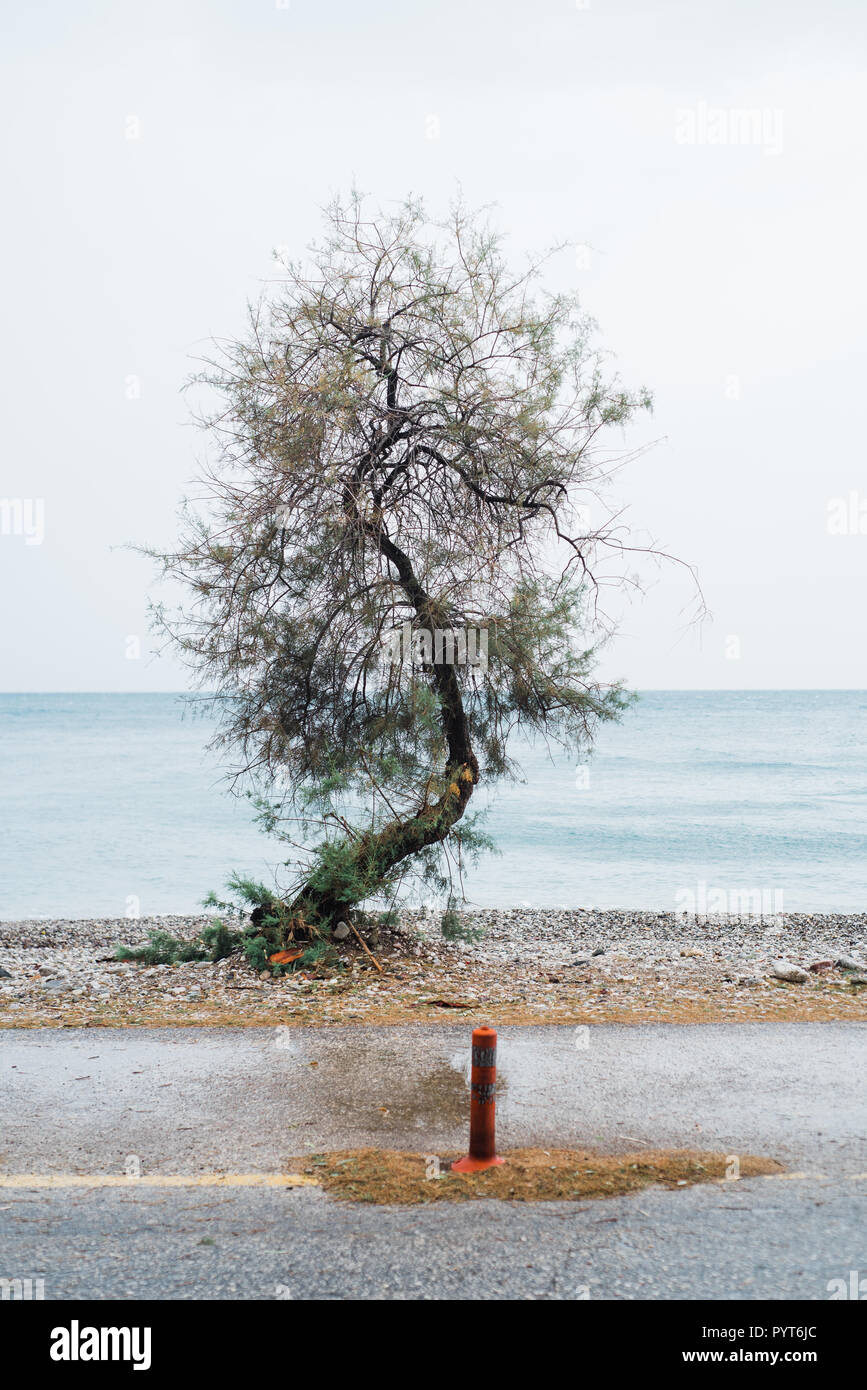 rainy day in the beach with one tree beside the sea Stock Photo - Alamy