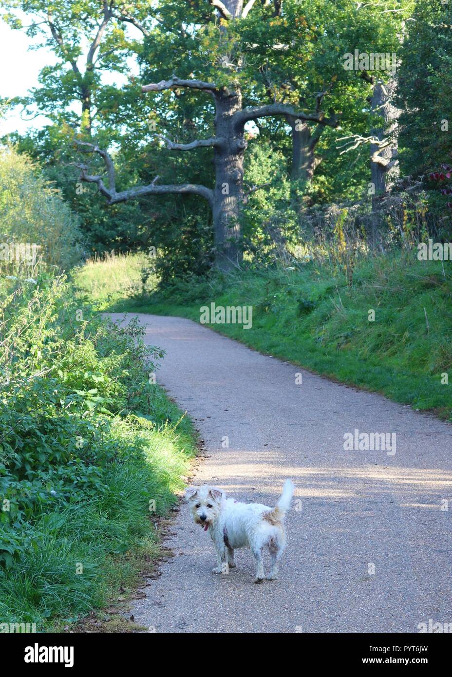 Mote Park , Maidstone , Kent Stock Photo - Alamy