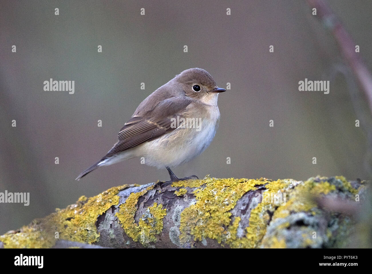 Red breasted flycatcher immature hi-res stock photography and images ...