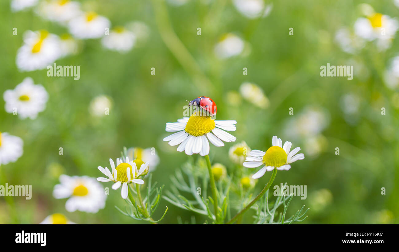 Beautiful photo red ladybug hi-res stock photography and images - Alamy