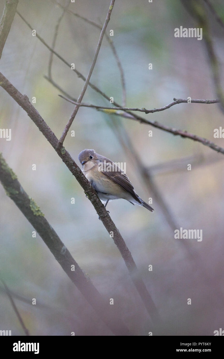 Red-breasted Flycatcher (Ficedula parva Stock Photo - Alamy