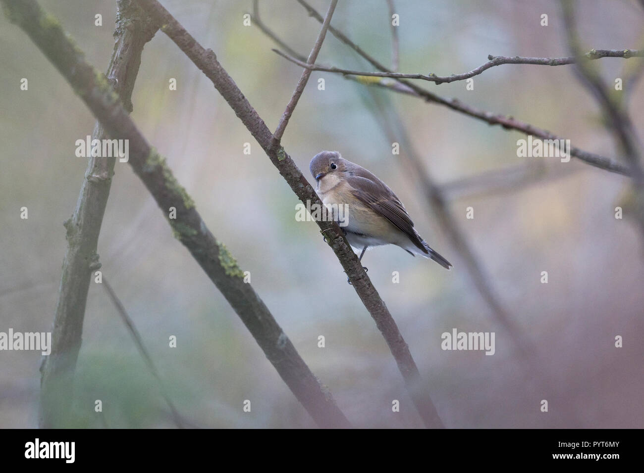 Red-breasted Flycatcher (Ficedula parva Stock Photo - Alamy