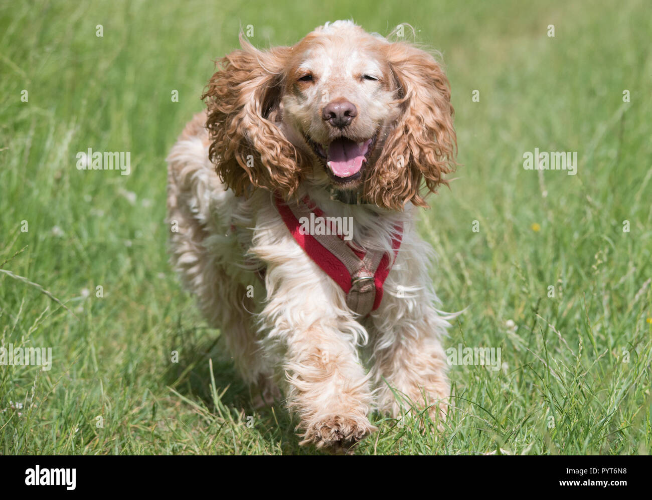Cocker Spaniel running Stock Photo - Alamy