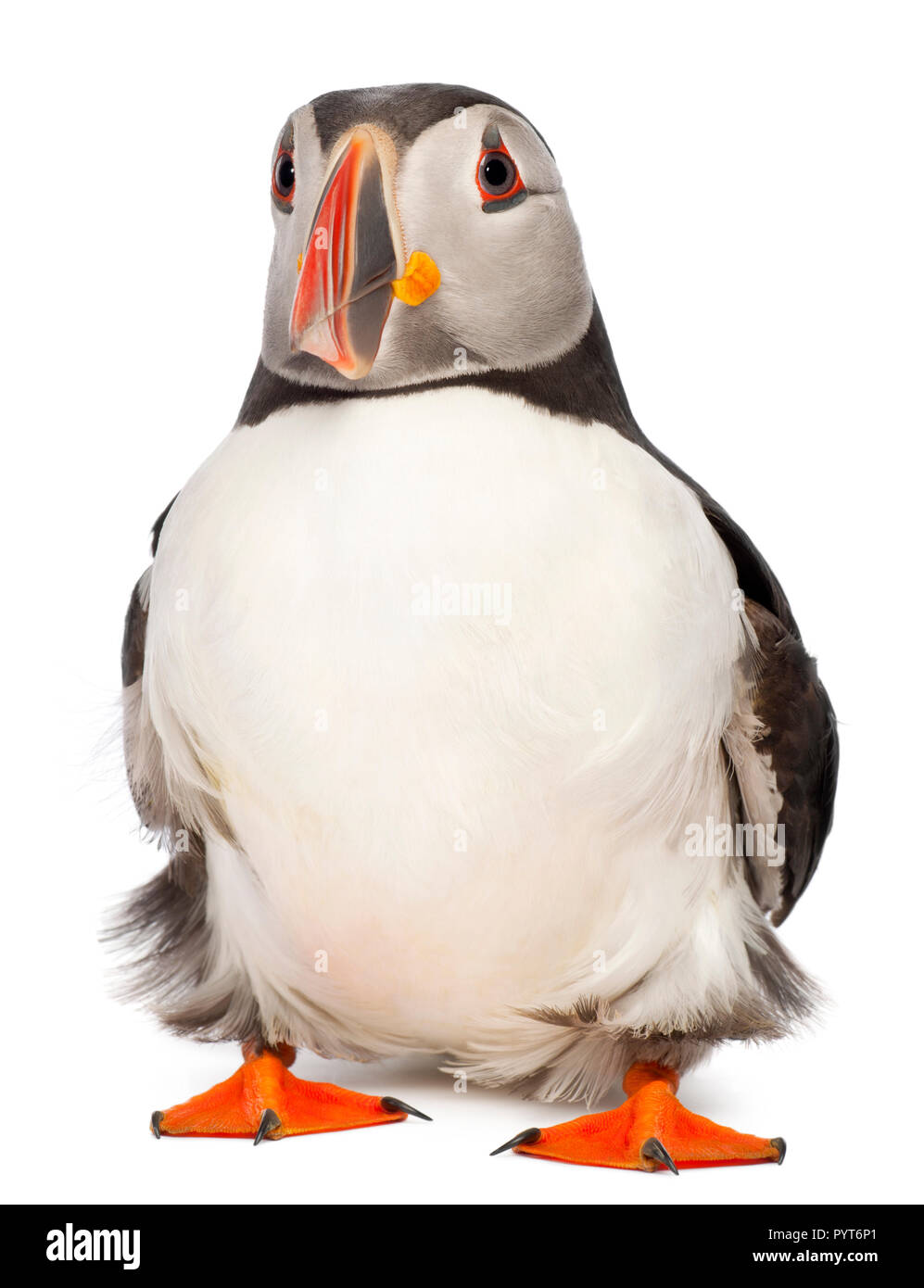 Atlantic Puffin or Common Puffin, Fratercula arctica, in front of white ...