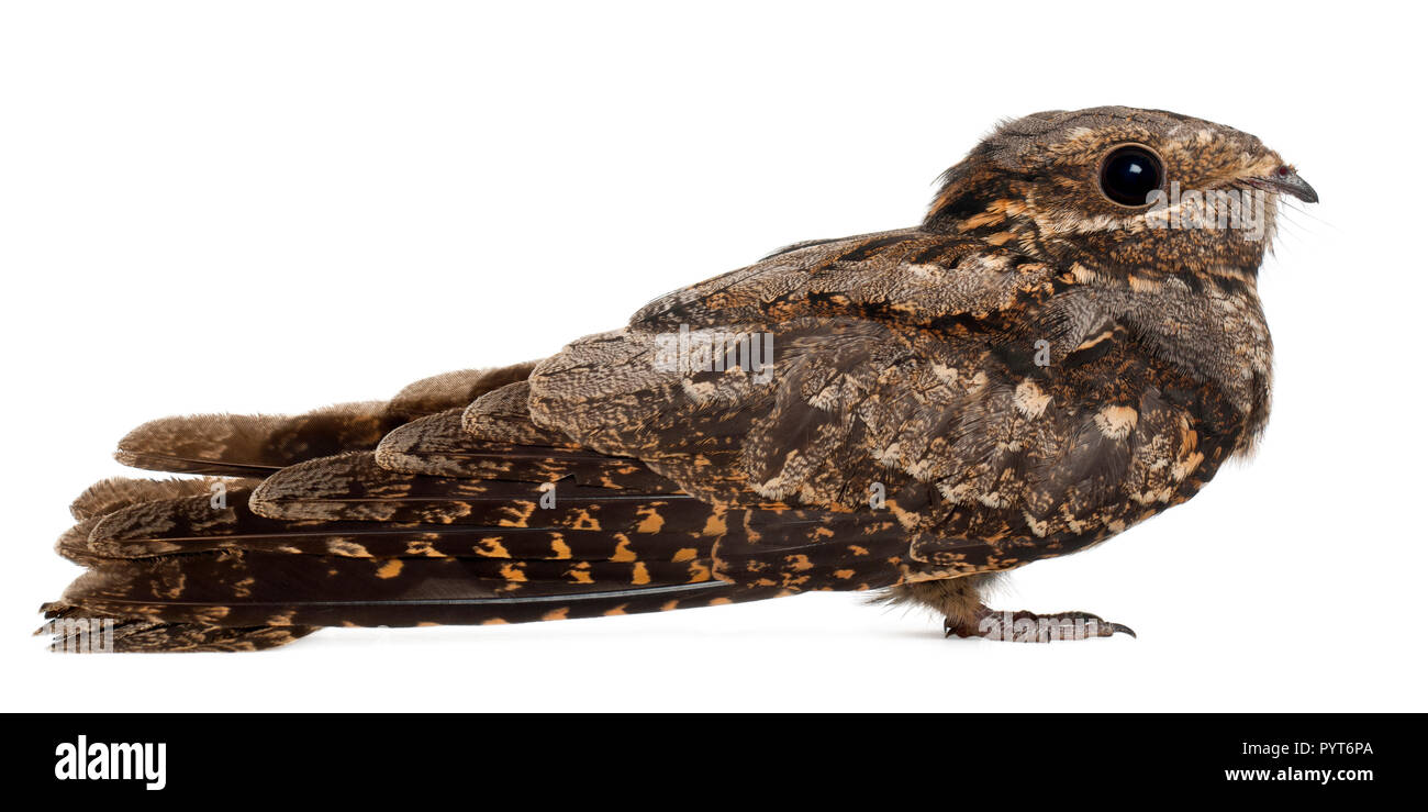 European Nightjar, or just Nightjar, Caprimulgus europaeus, in front of ...