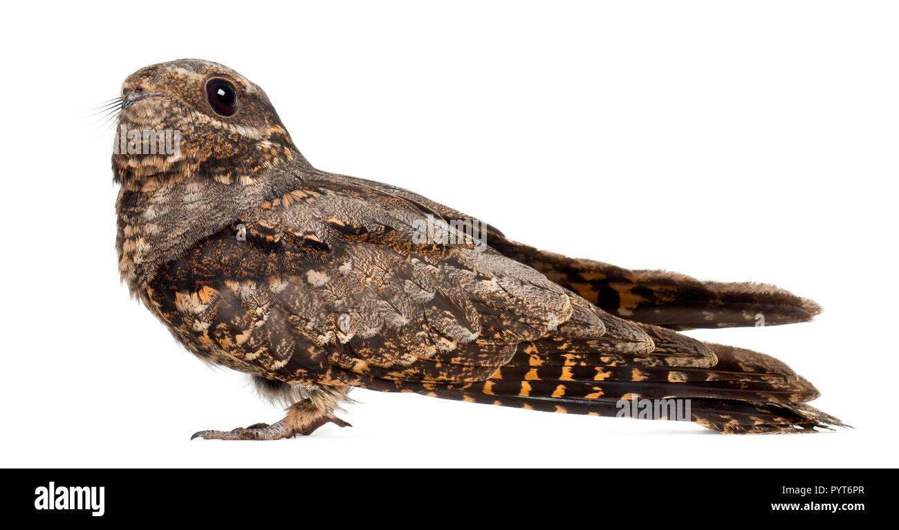 European Nightjar, or just Nightjar, Caprimulgus europaeus, in front of ...