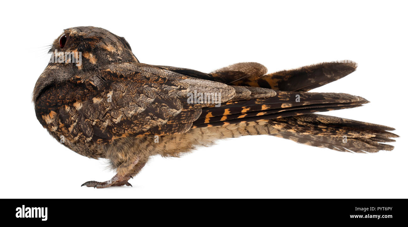 European Nightjar, or just Nightjar, Caprimulgus europaeus, in front of ...