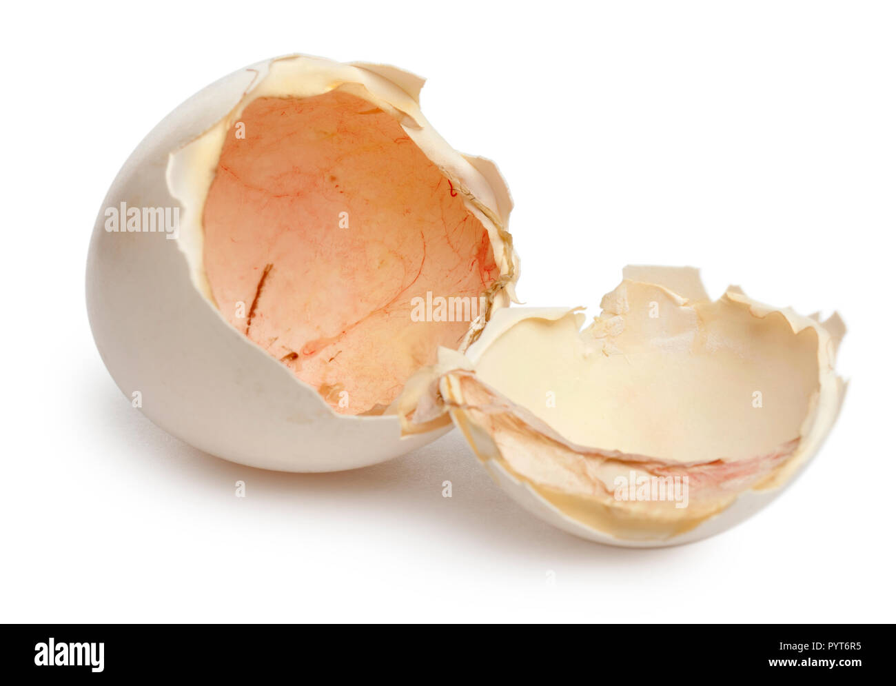 Chicken egg, Gallus gallus domesticus, in front of white background ...