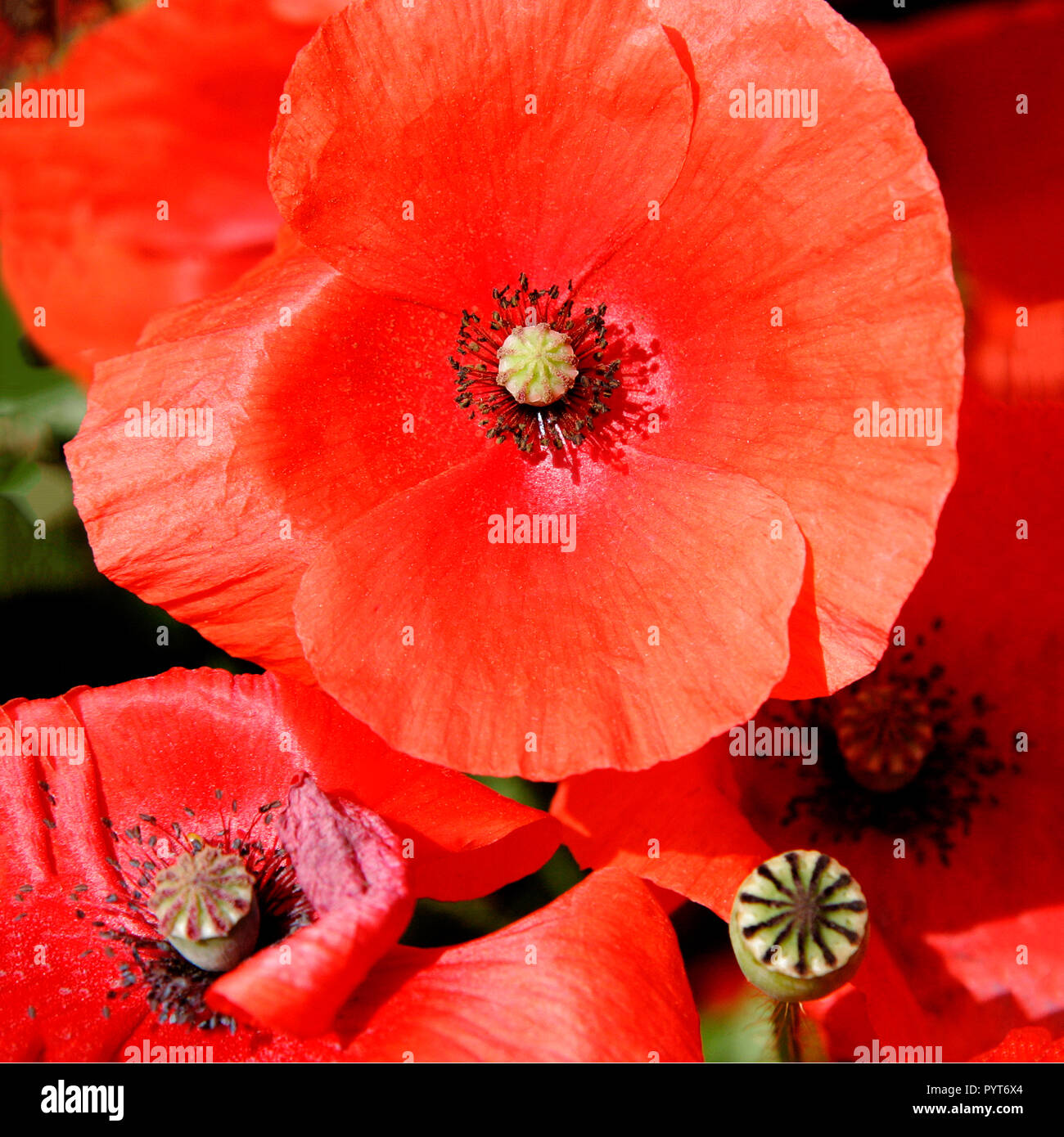 Red poppy interior hi-res stock photography and images - Alamy