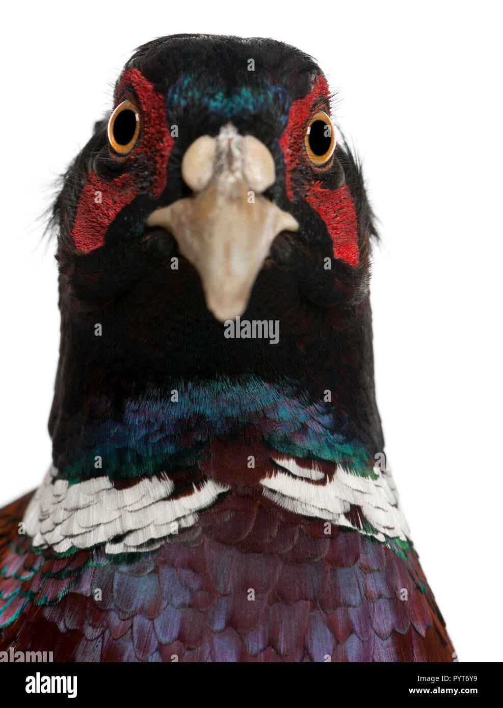 Close up of Male European Common Pheasant, Phasianus colchicus, against ...