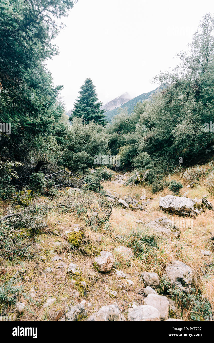 cloudy forest landscape, with tall trees and small paths Stock Photo ...
