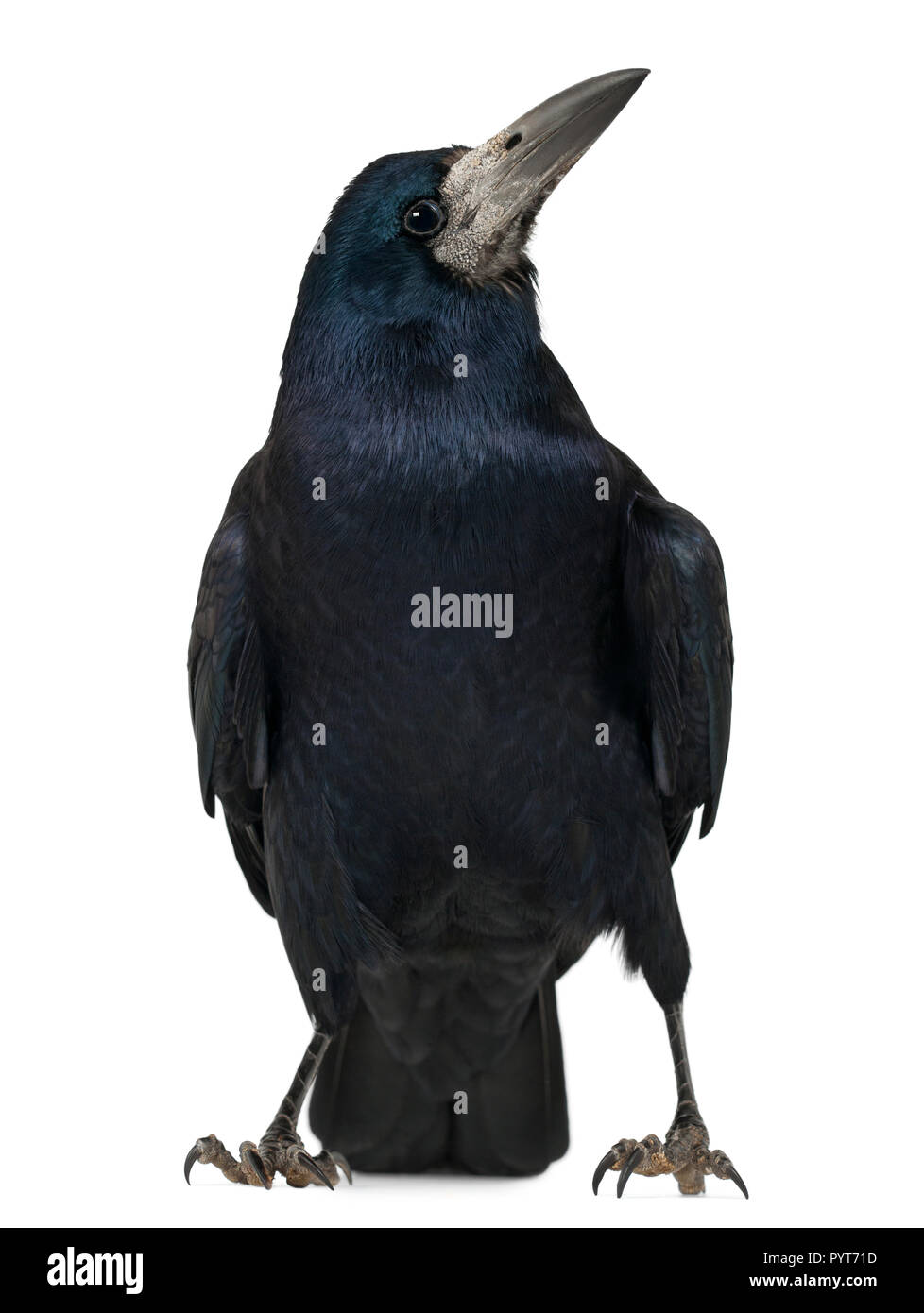Rook, Corvus frugilegus, 3 years old, standing against white background ...