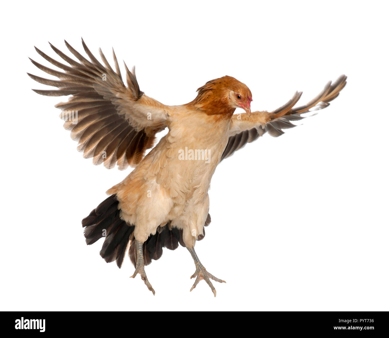 Hen flying against white background Stock Photo - Alamy