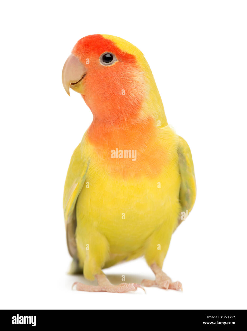 Rosy-faced Lovebird, Agapornis roseicollis, also known as the Peach ...