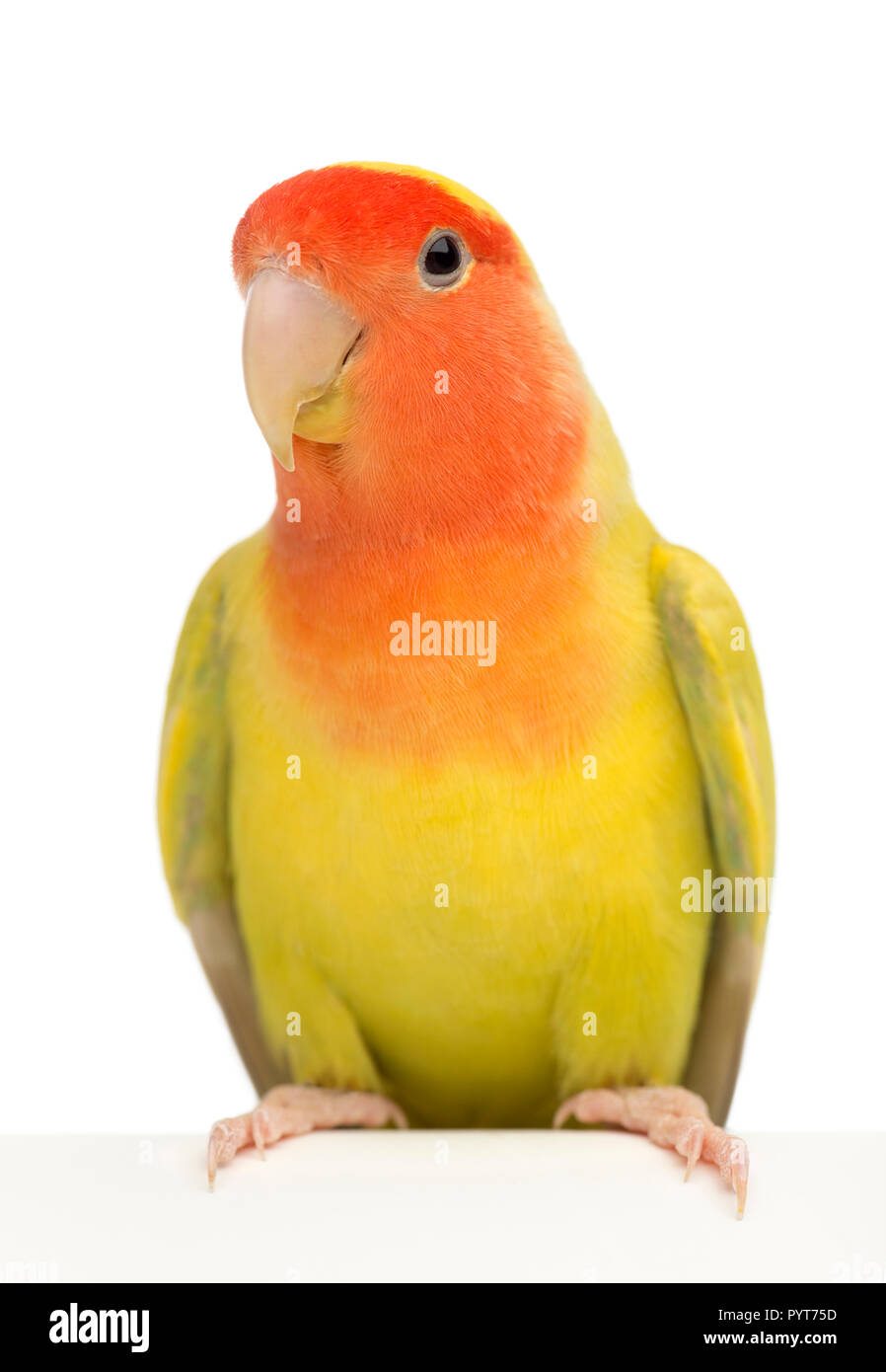 Portrait of Rosy-faced Lovebird, Agapornis roseicollis, also known as ...
