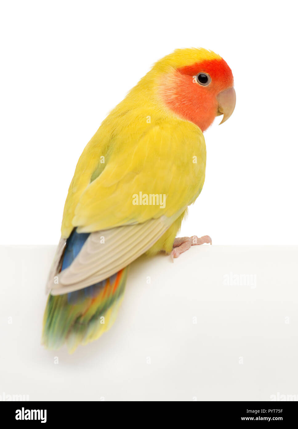 Rosy-faced Lovebird, Agapornis roseicollis, also known as the Peach ...