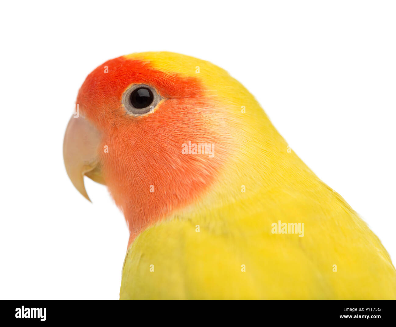 Portrait of Rosy-faced Lovebird, Agapornis roseicollis, also known as ...