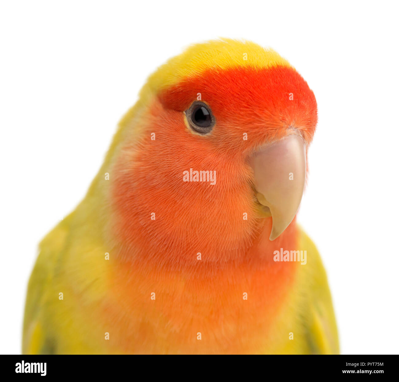 Portrait of Rosy-faced Lovebird, Agapornis roseicollis, also known as ...
