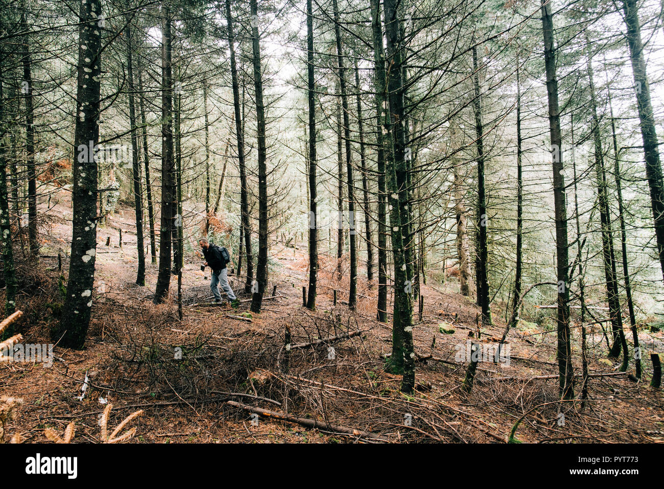 cloudy forest landscape, with tall trees and small paths Stock Photo ...