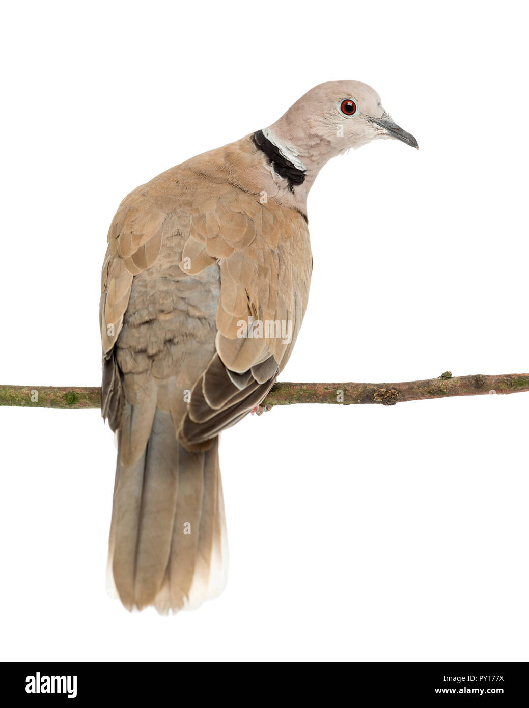 Eurasian Collared Dove, Streptopelia decaocto, often called the ...