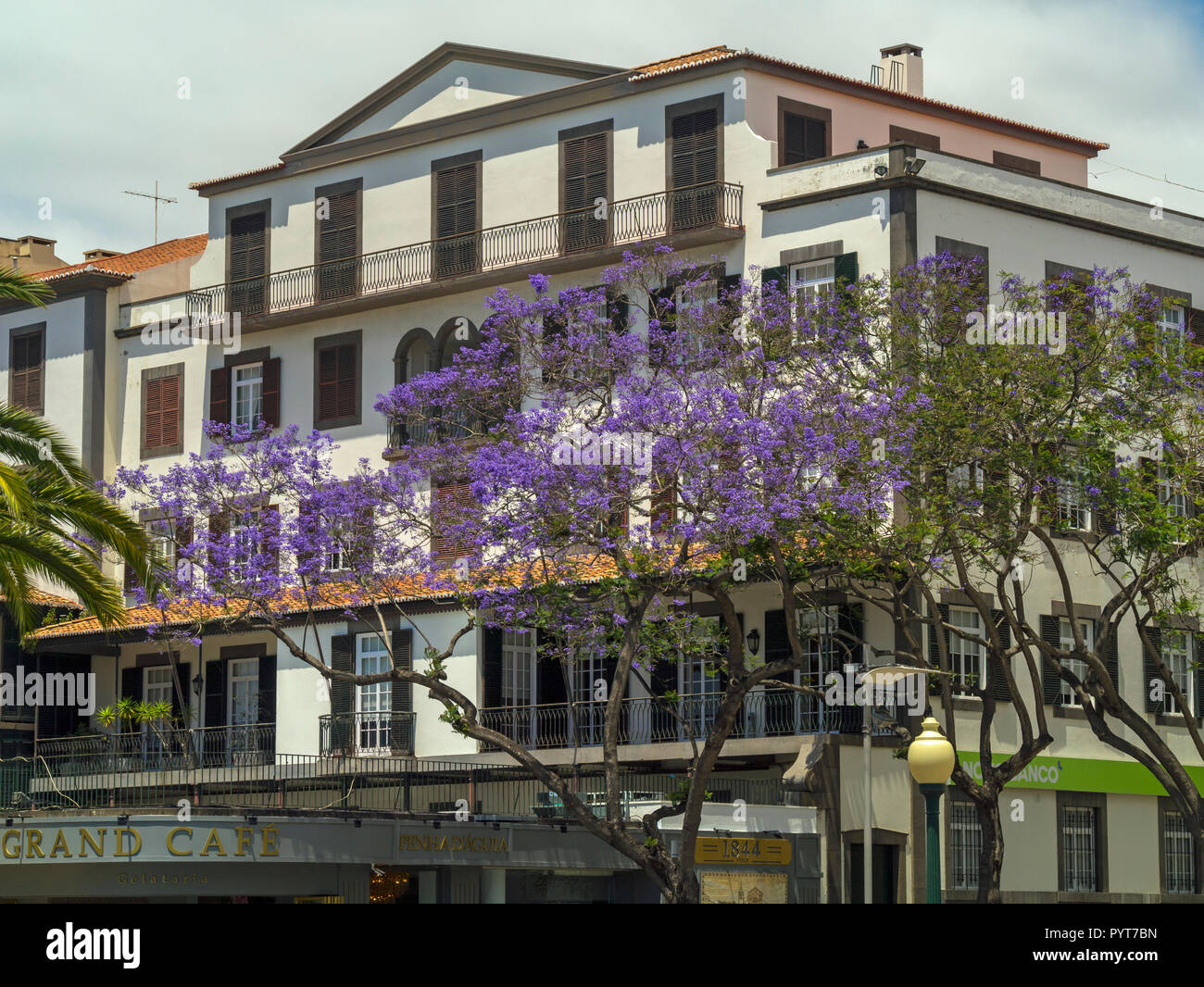 Jacaranda mimosifolia hi-res stock photography and images - Alamy