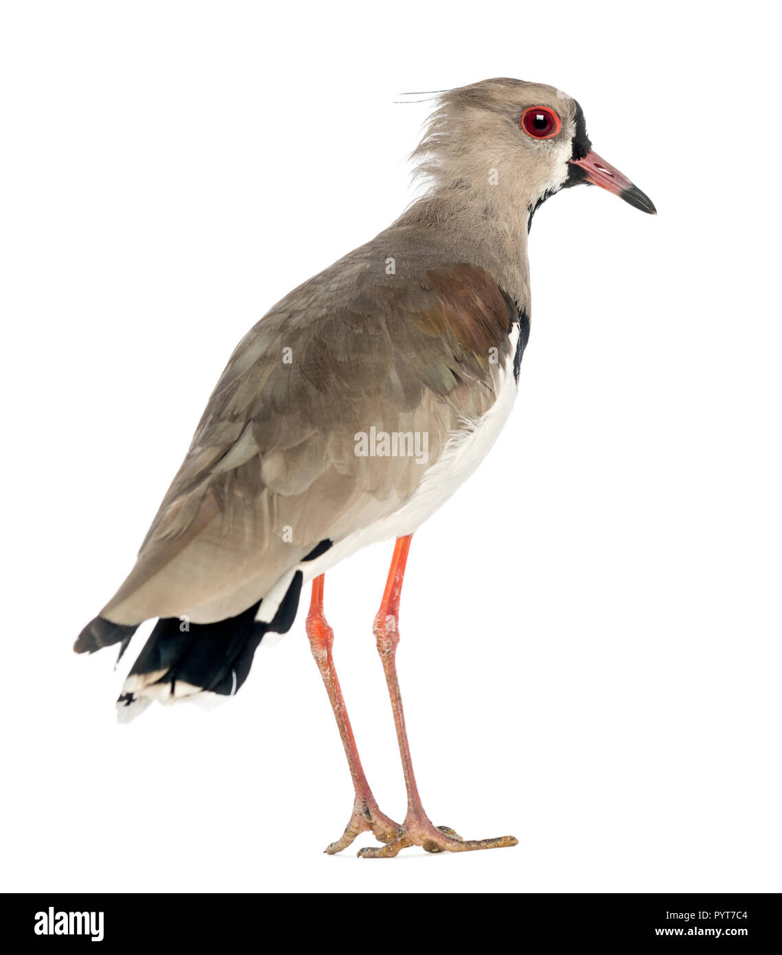 Black and white plover Cut Out Stock Images & Pictures - Alamy