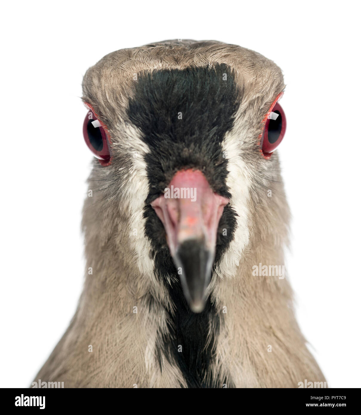 Close-up of a Pied Plover, Vanellus cayanus, also known as the Pied ...