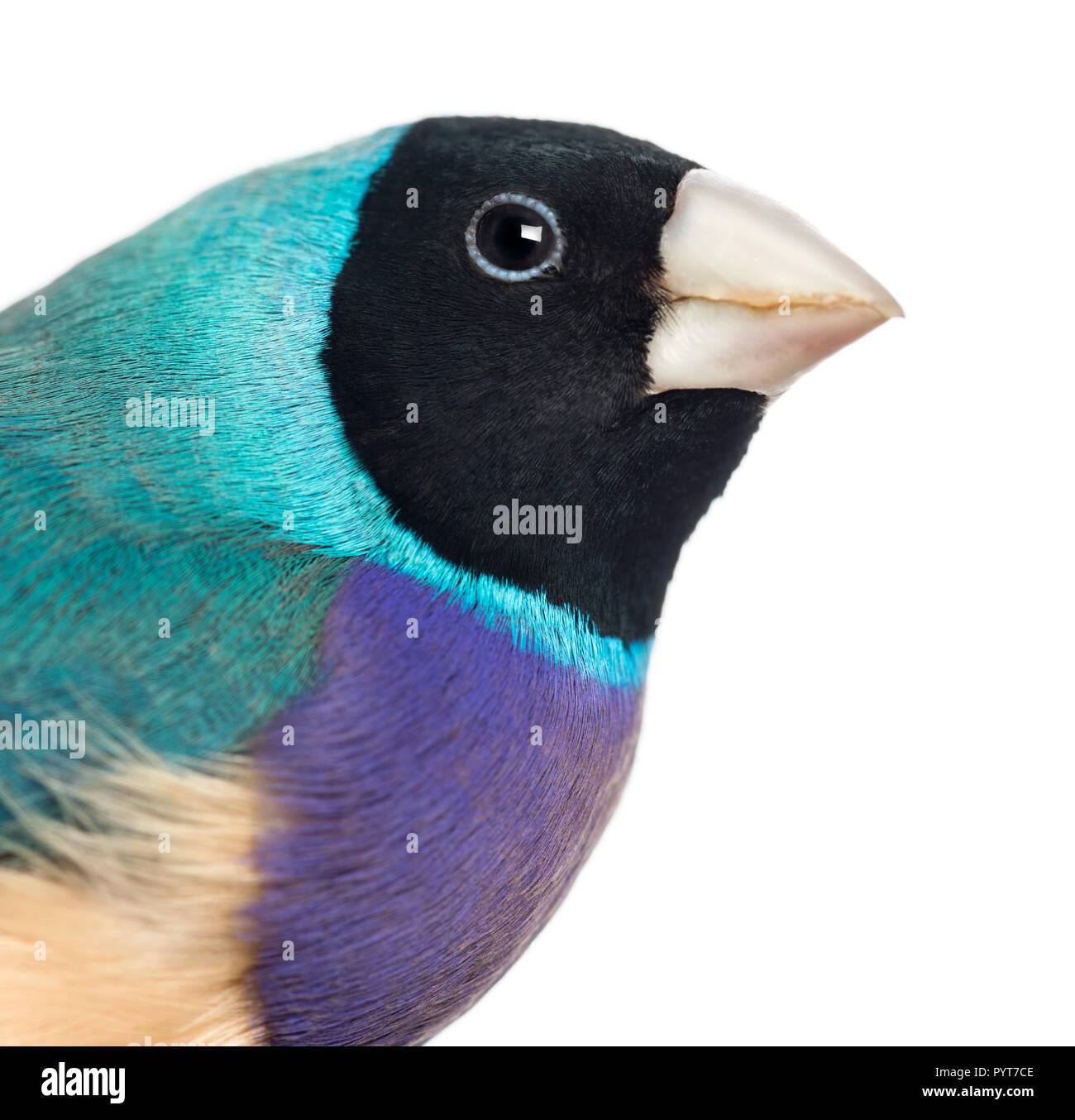 Close-up of a Gouldian Finch, Erythrura gouldiae, against white ...