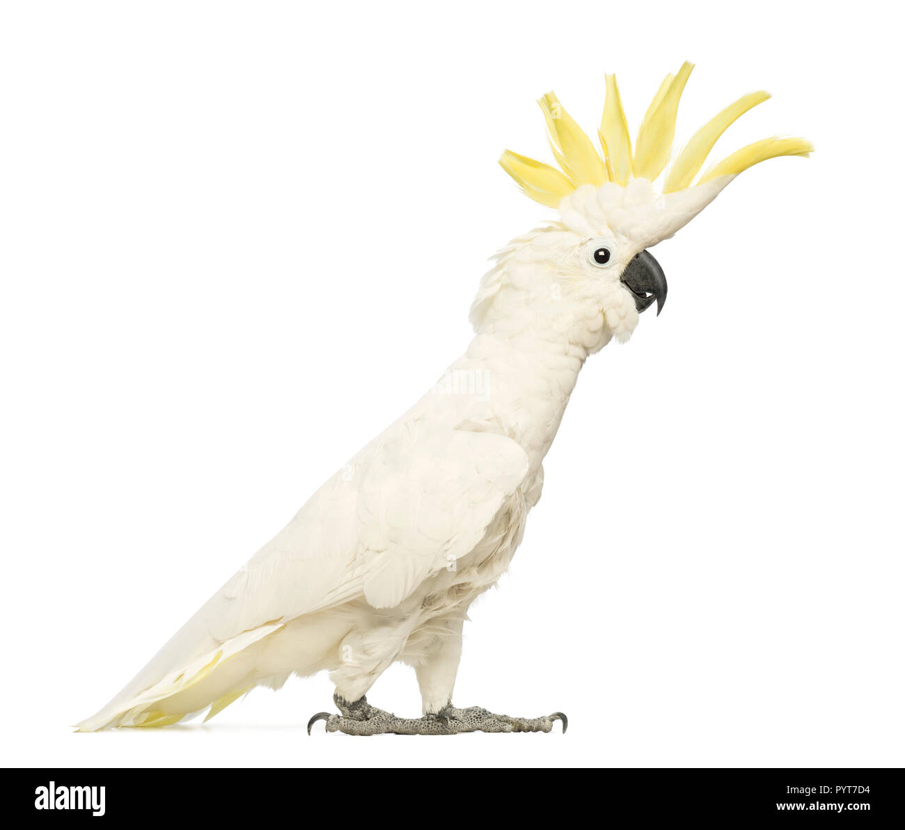 The sulphur crested cockatoo Cut Out Stock Images & Pictures - Alamy