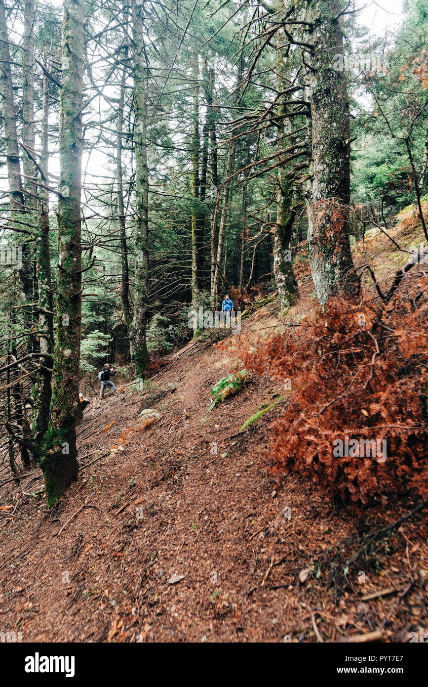 cloudy forest landscape, with tall trees and small paths Stock Photo ...