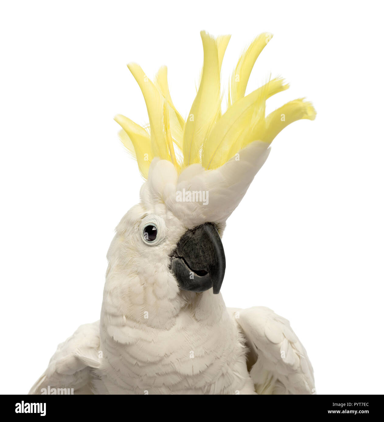 Close Up Of A Sulphur Crested Cockatoo Cacatua Galerita 30 Years Old