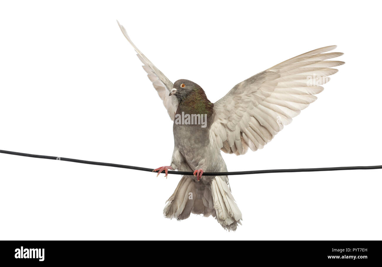 Front on with wings spread Cut Out Stock Images & Pictures - Alamy