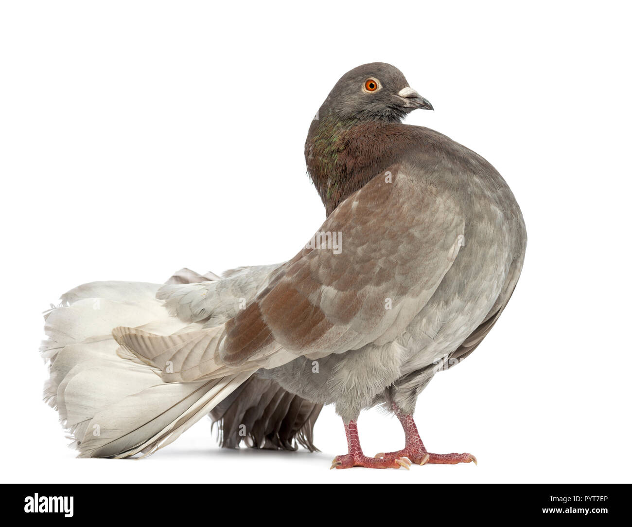 Side view of a Pigeon standing in front of white background Stock Photo ...