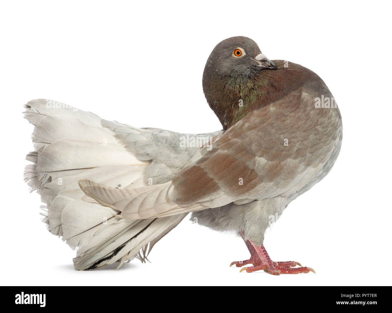 Side view of a Pigeon standing in front of white background Stock Photo ...