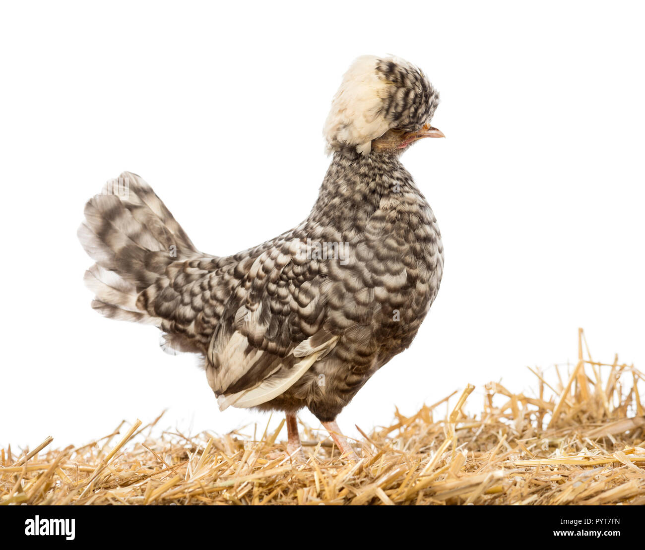 Standing on straw bale hi-res stock photography and images - Alamy