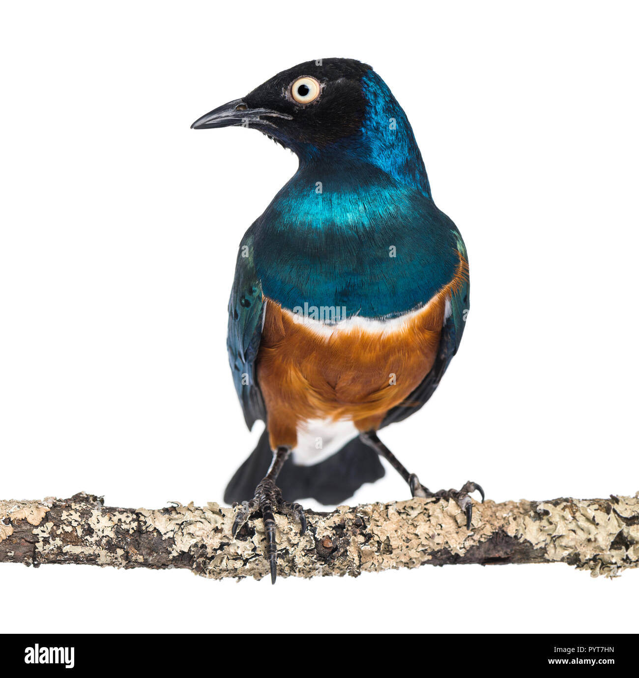 Superb Starling on a branch - Lamprotornis superbus - isolated on white ...