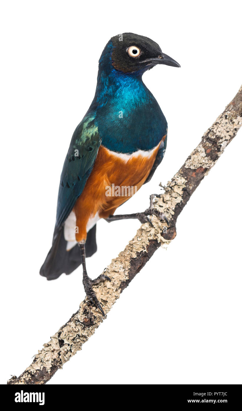 Superb starling hi-res stock photography and images - Alamy
