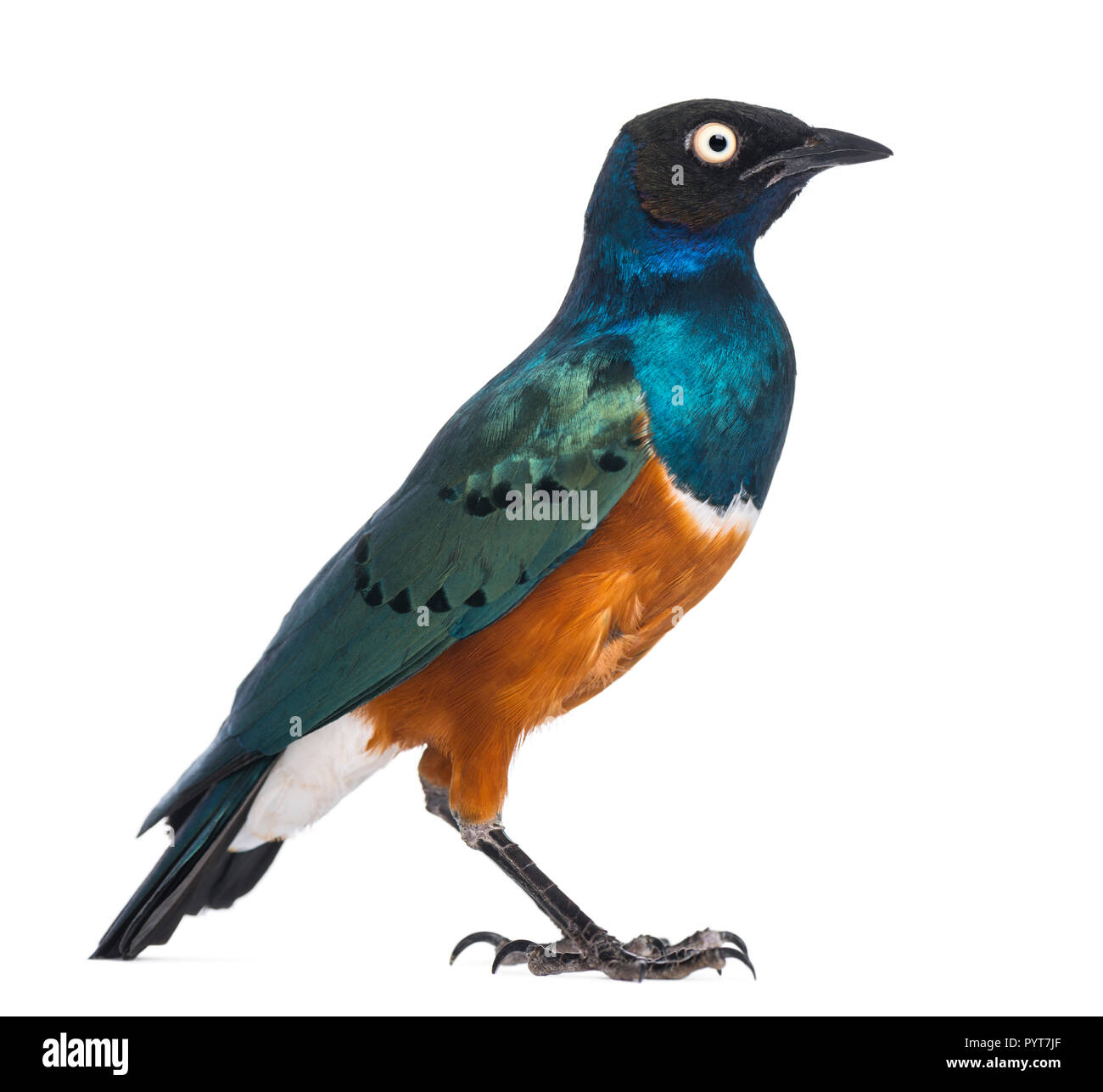 Superb Starling - Lamprotornis superbus - isolated on white Stock Photo ...