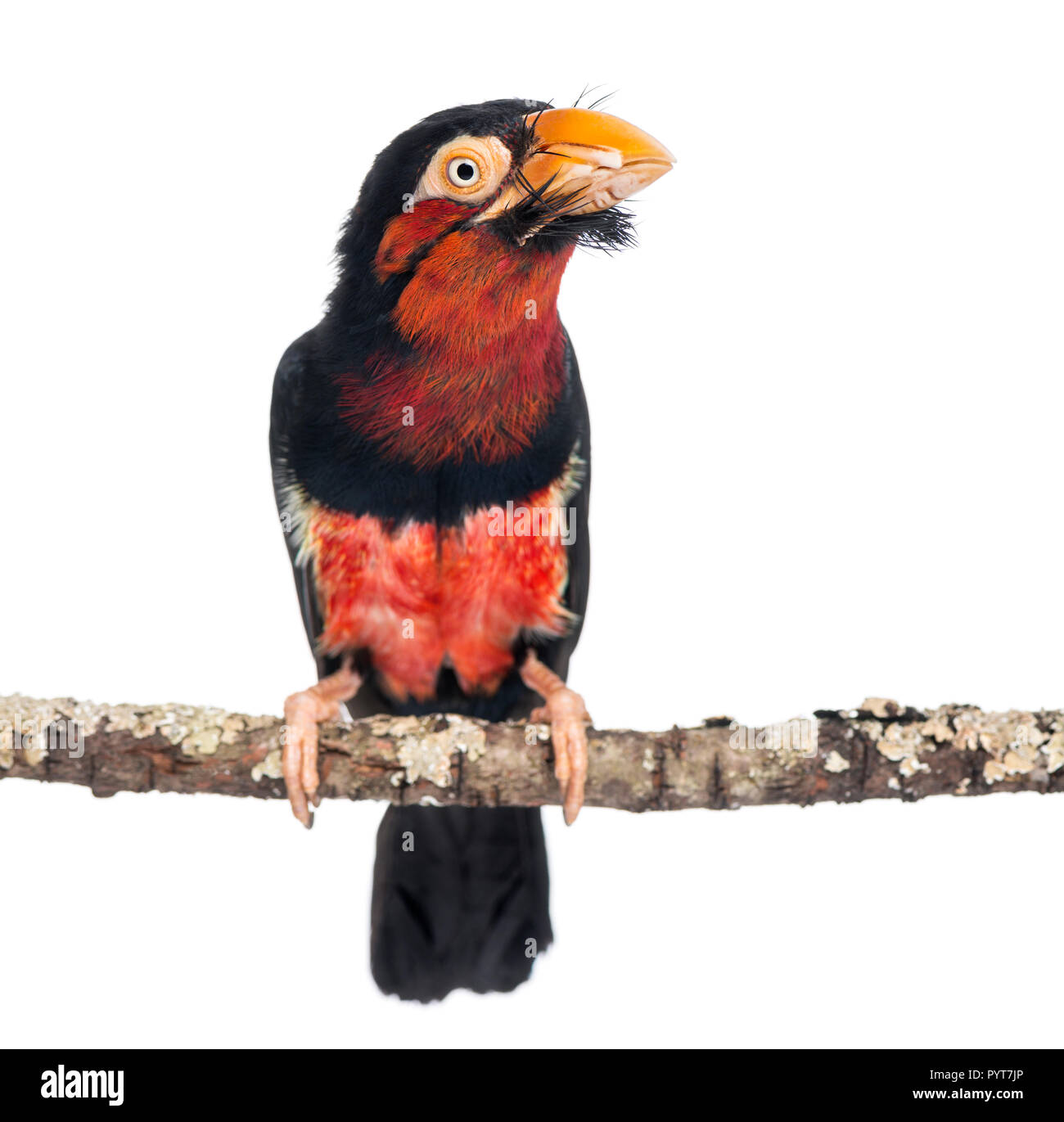 Bearded Barbet on a branch - Lybius dubius Stock Photo - Alamy