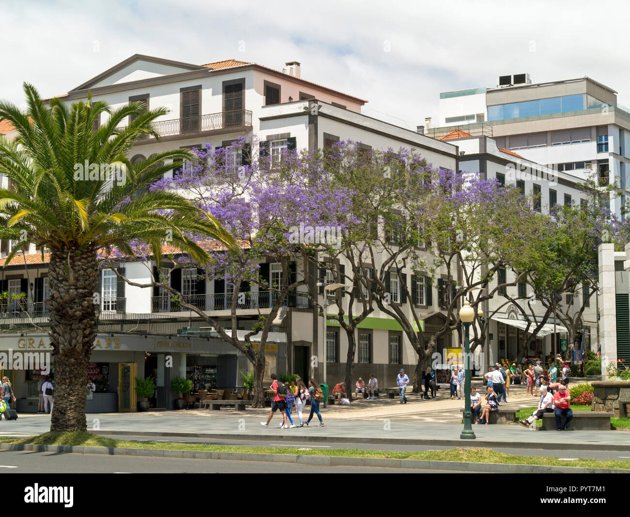 Jacaranda tree in blossom , Funchal,Madeira,Portugal Stock Photo - Alamy