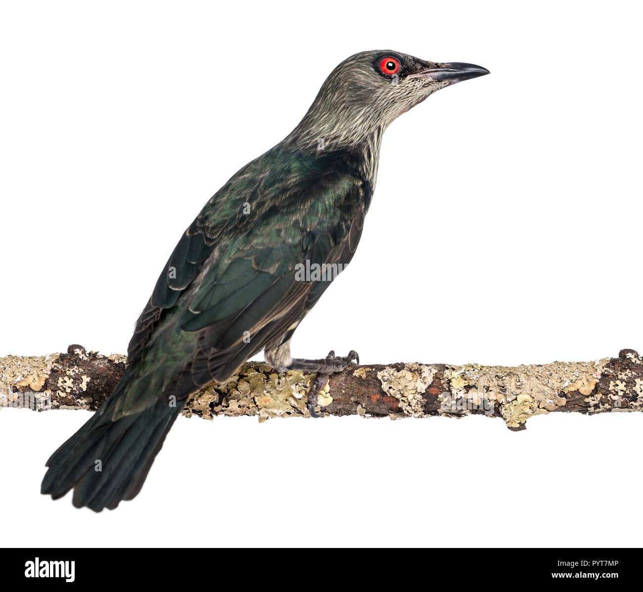 Juvenile Metallic Starling - Aplonis metallica - Isolated on white ...